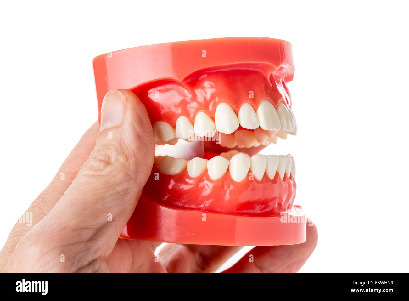 dental jaw model in hand Stock Photo - Alamy