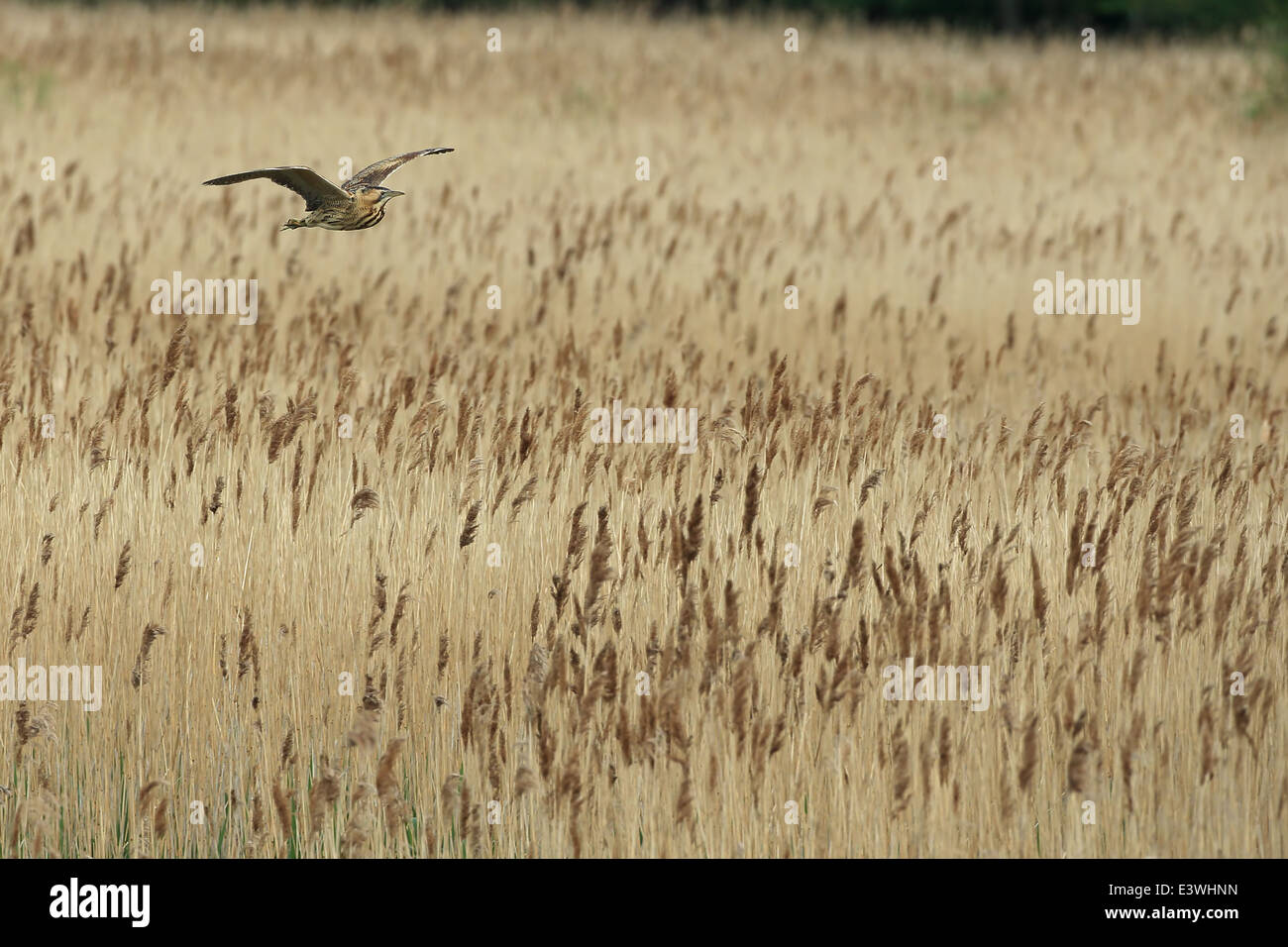 Rspb minsmere bittern hi-res stock photography and images - Alamy