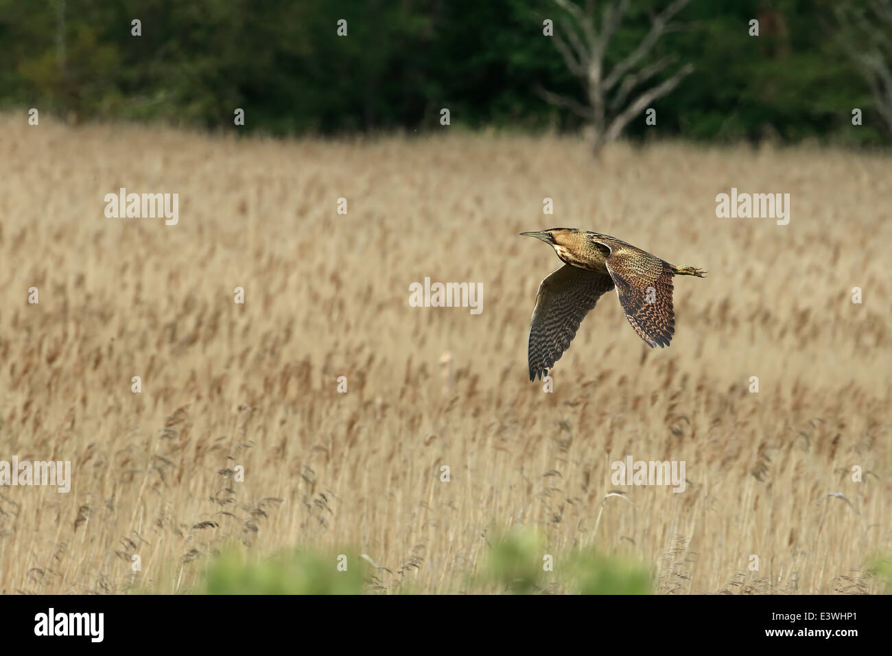 Bittern (Botaurus stellaris Stock Photo - Alamy