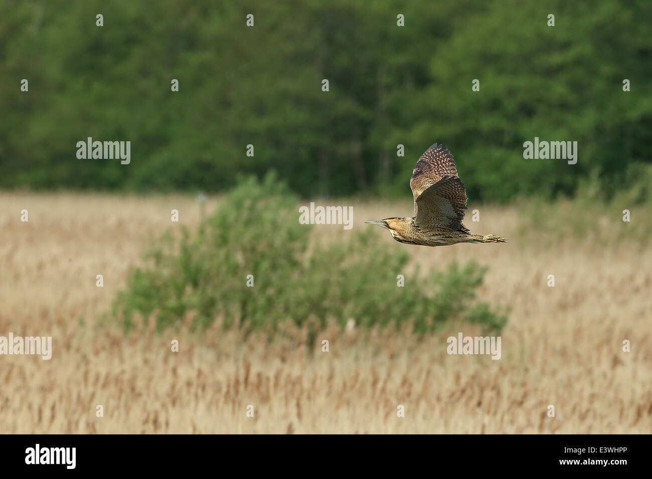 Bittern (Botaurus stellaris Stock Photo - Alamy