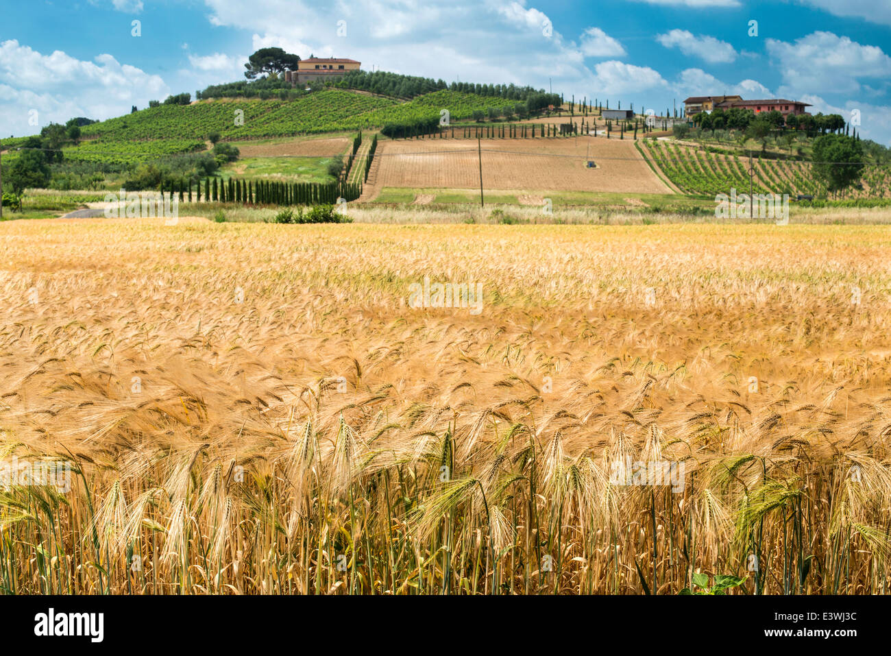 Cereal crops and farm in Tuscany, Italy Stock Photo - Alamy