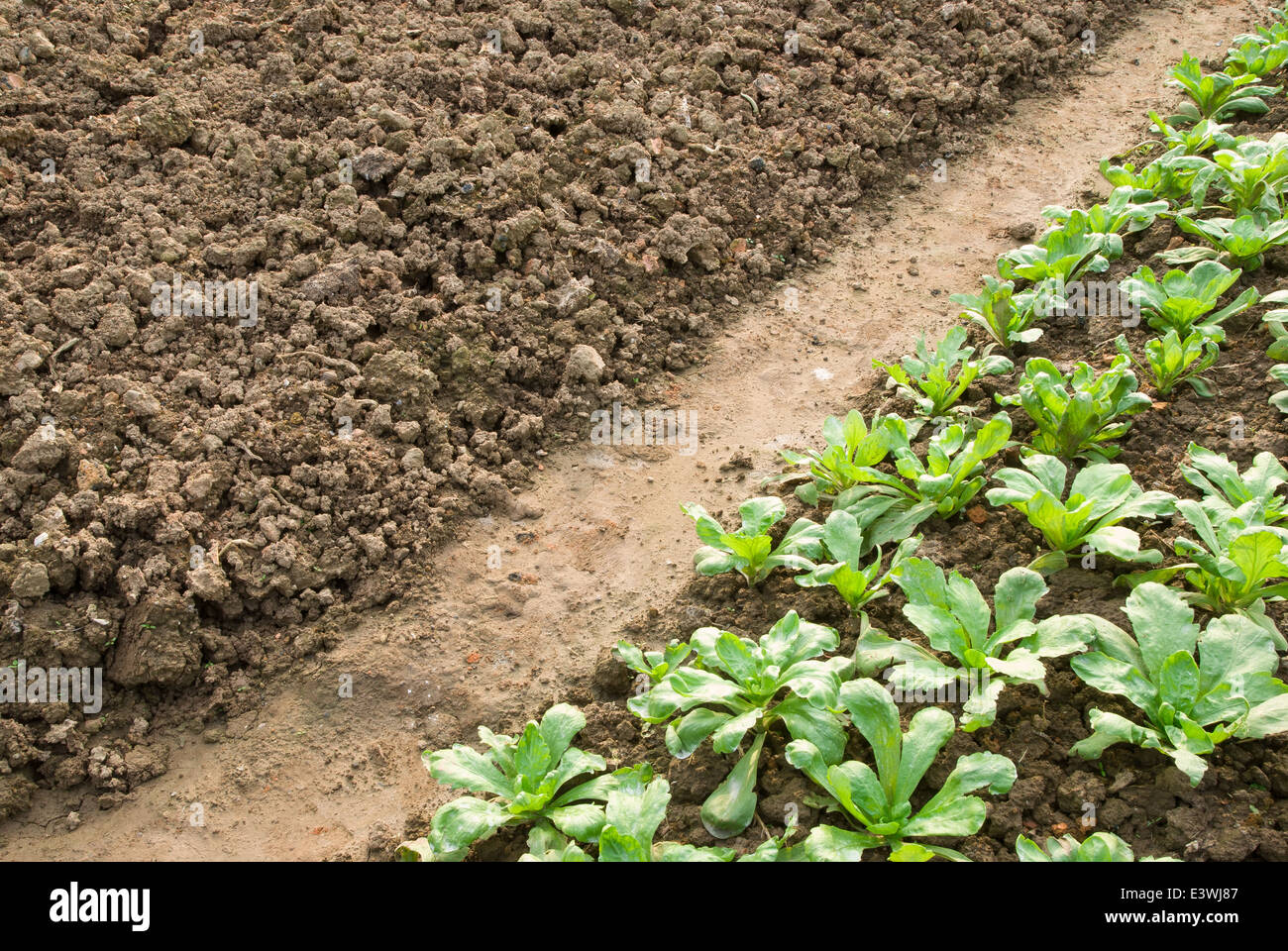 vegetable seedlings and empty farmland Stock Photo - Alamy