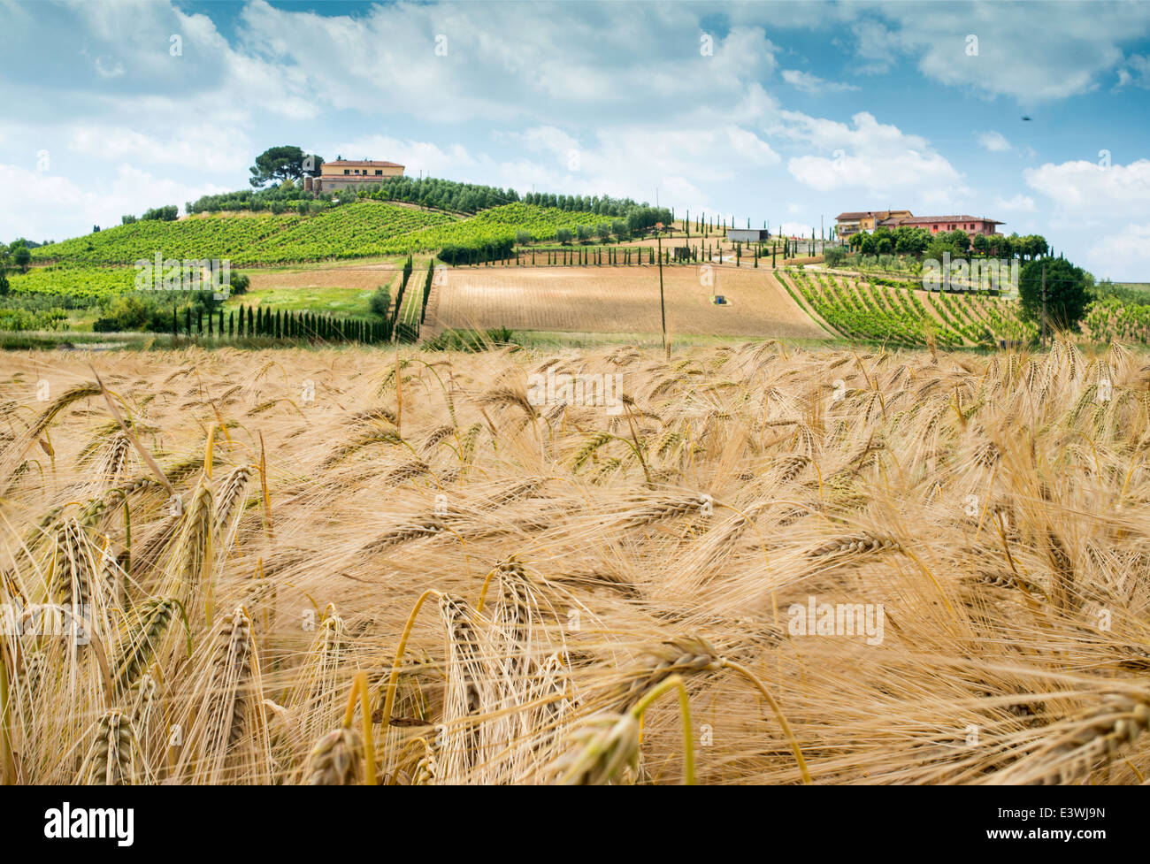 Cereal crops and farm in Tuscany, Italy Stock Photo - Alamy