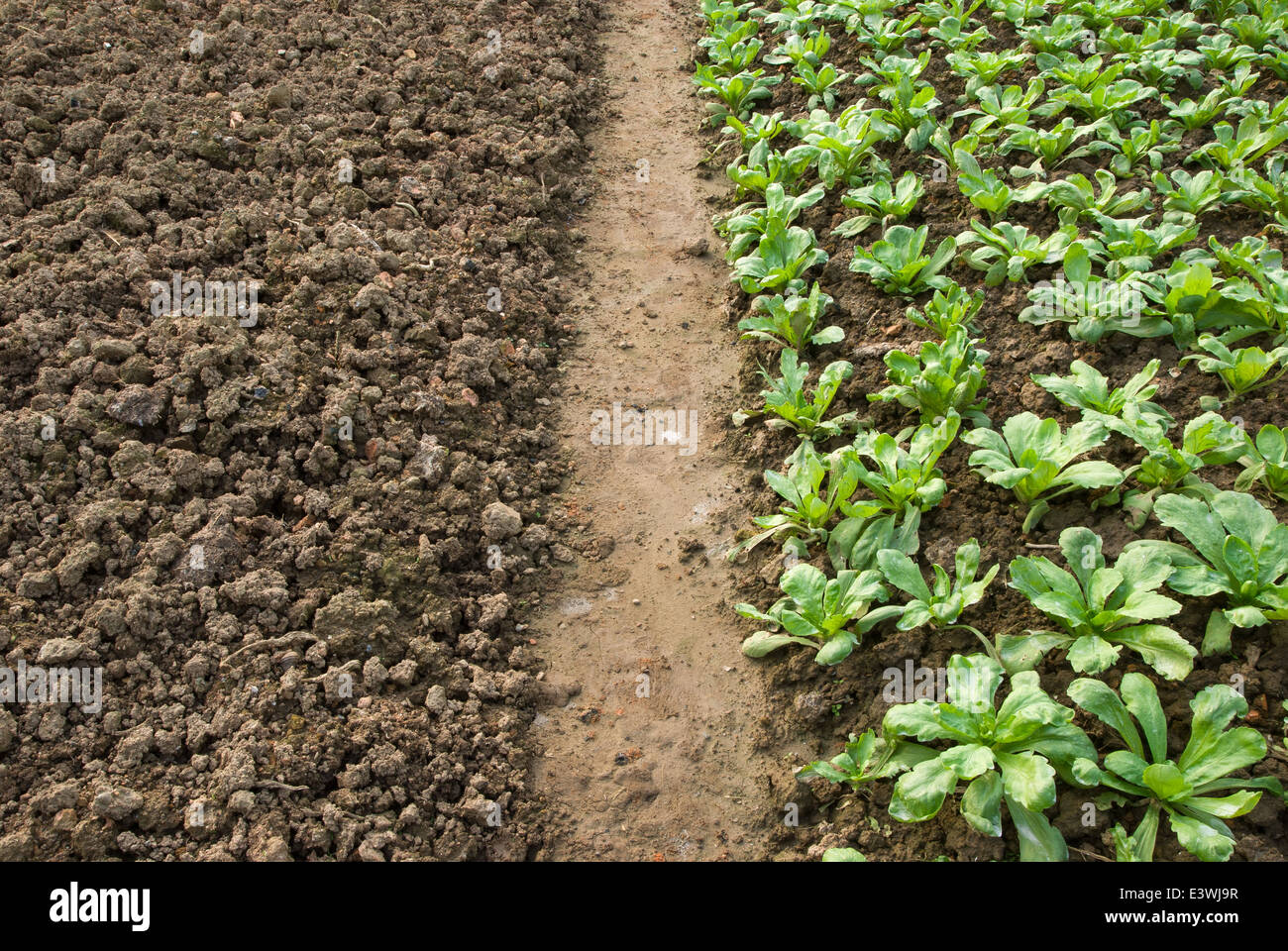 vegetable seedlings and empty farmland Stock Photo - Alamy