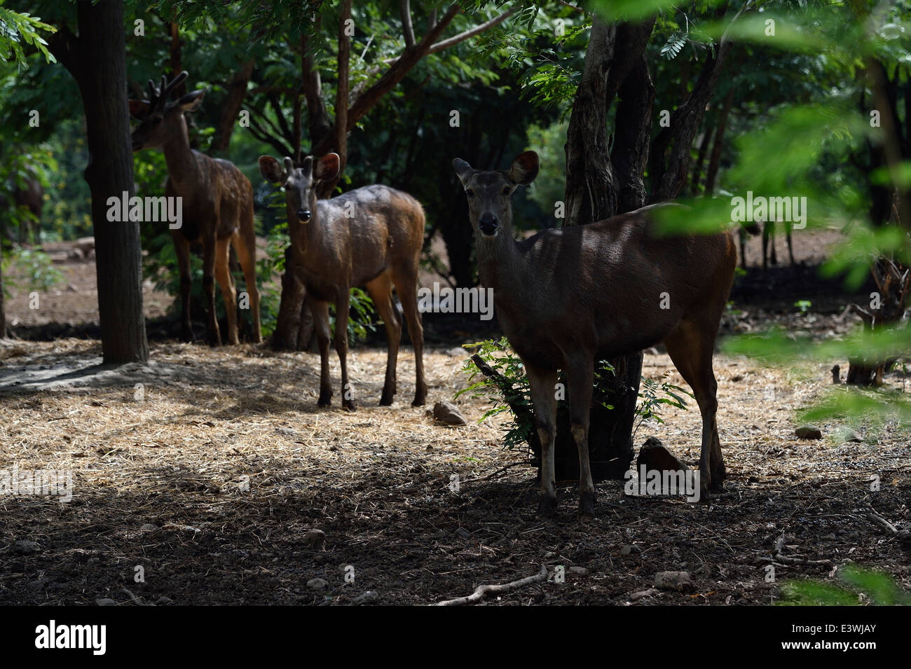 Sambhar hi-res stock photography and images - Alamy
