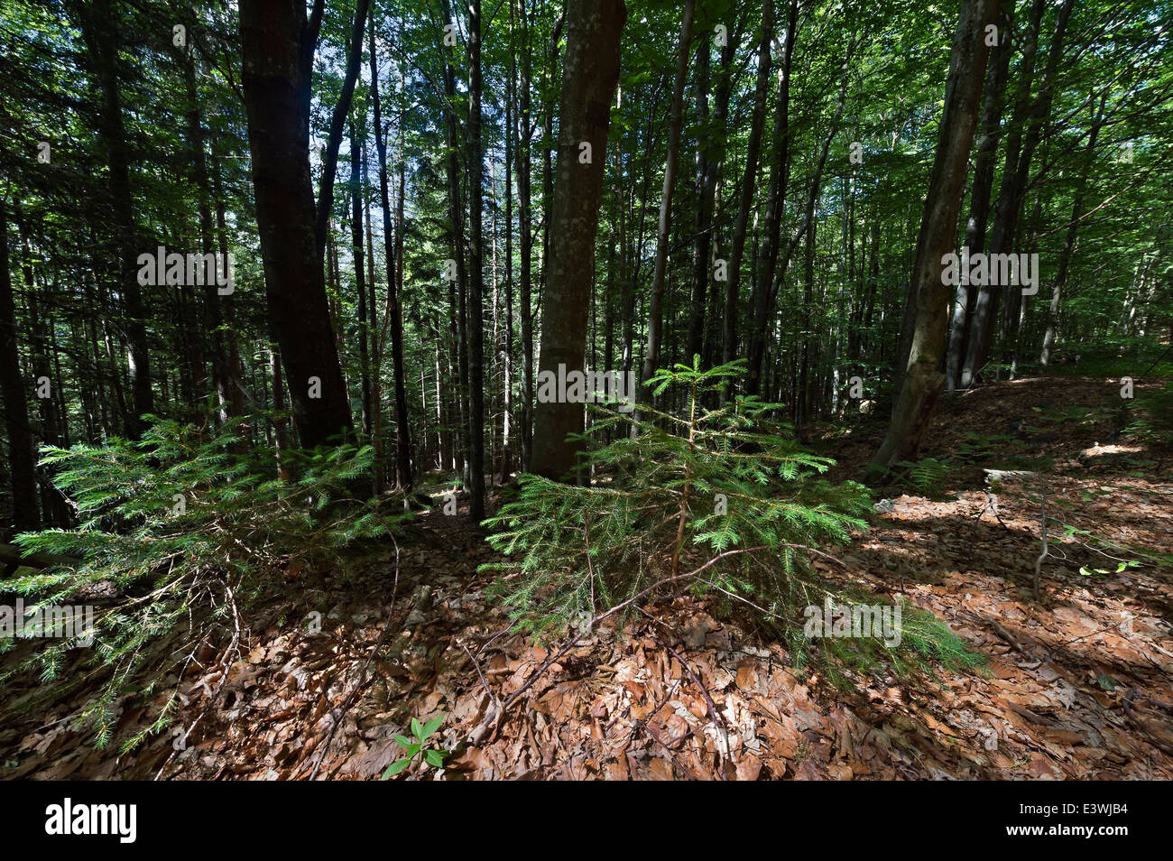 Germany, Bayerischer Wald NP, Bavarian forest Stock Photo - Alamy