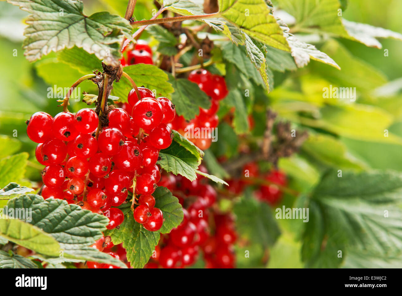a detail of the red current in the garden Stock Photo - Alamy