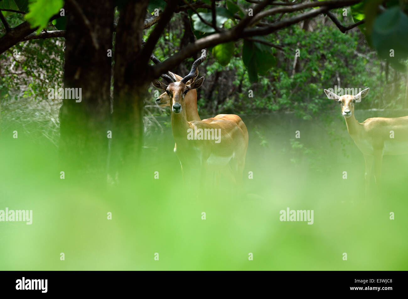 Black buck hi-res stock photography and images - Alamy
