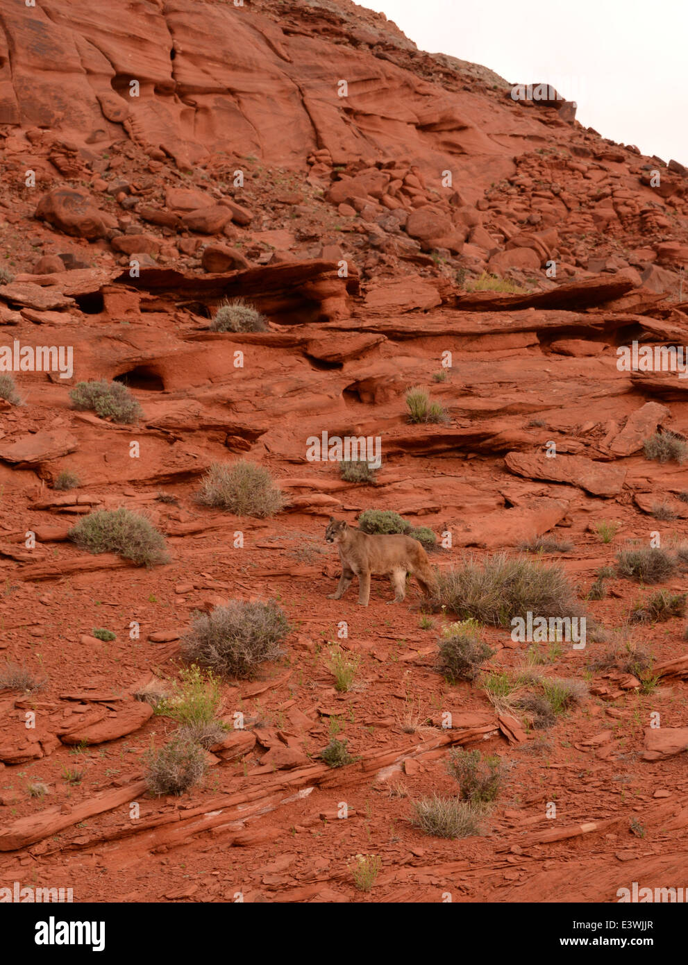 mountain lion in red sandstone Moab Stock Photo - Alamy