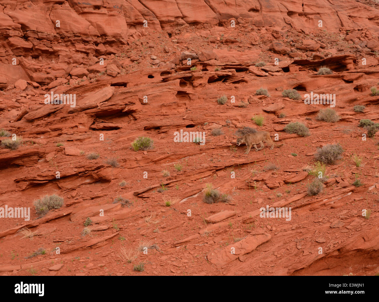 mountain lion in red sandstone Moab Stock Photo - Alamy