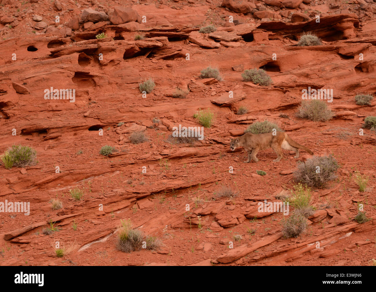 mountain lion in red sandstone Moab Stock Photo - Alamy