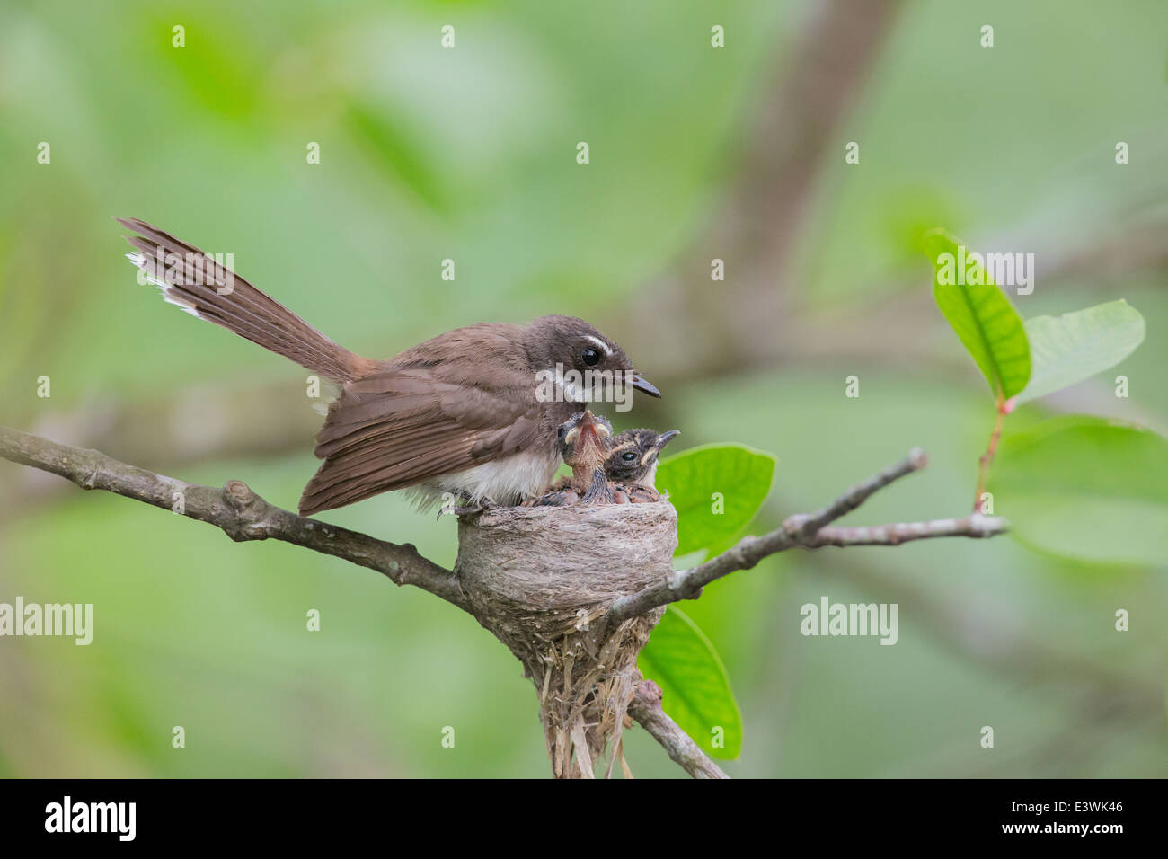 Pied fantail bird nesting with chicks, resting, feeding Stock Photo - Alamy