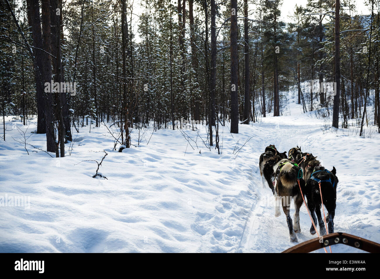 Norwegian sledge hi-res stock photography and images - Alamy