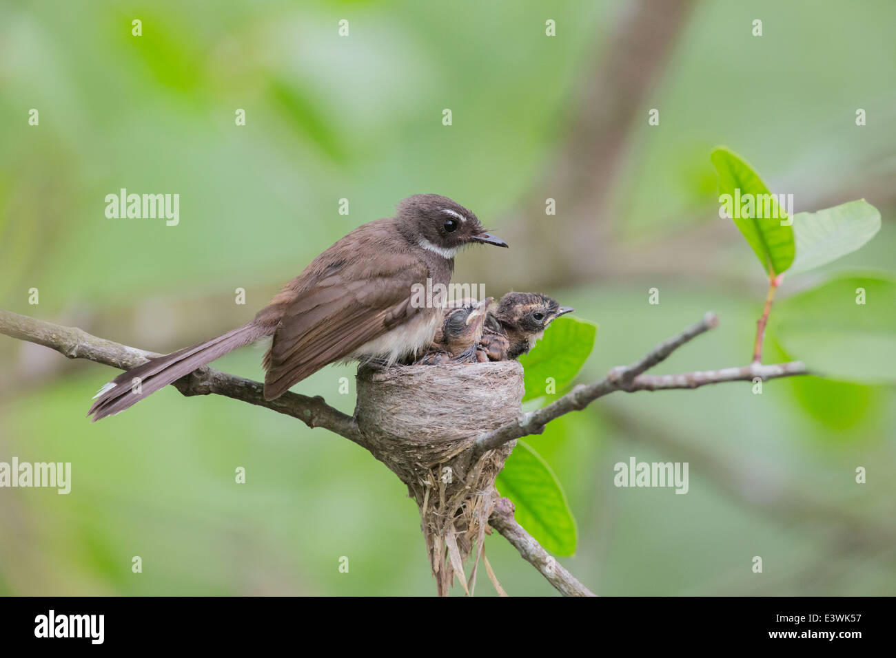 Pied fantail bird nesting with chicks, resting, feeding Stock Photo - Alamy