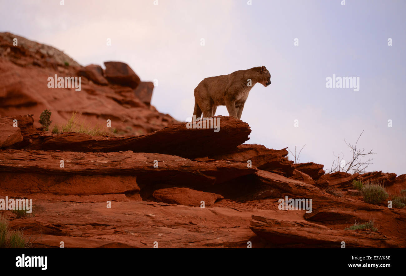 Lion Standing On Cliff
