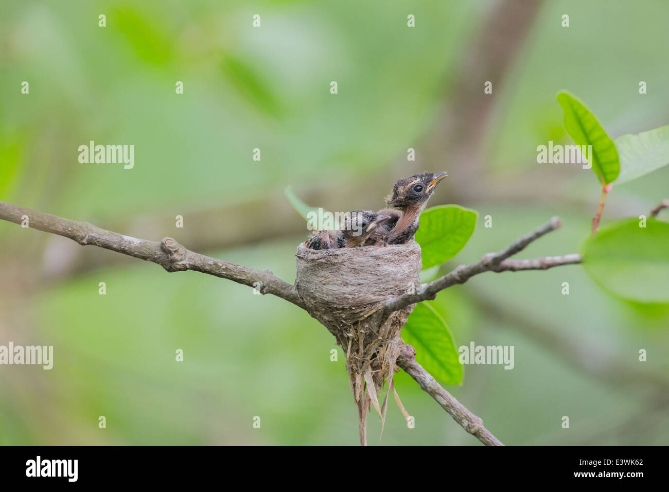 Pied fantail bird nesting with chicks, resting, feeding Stock Photo - Alamy