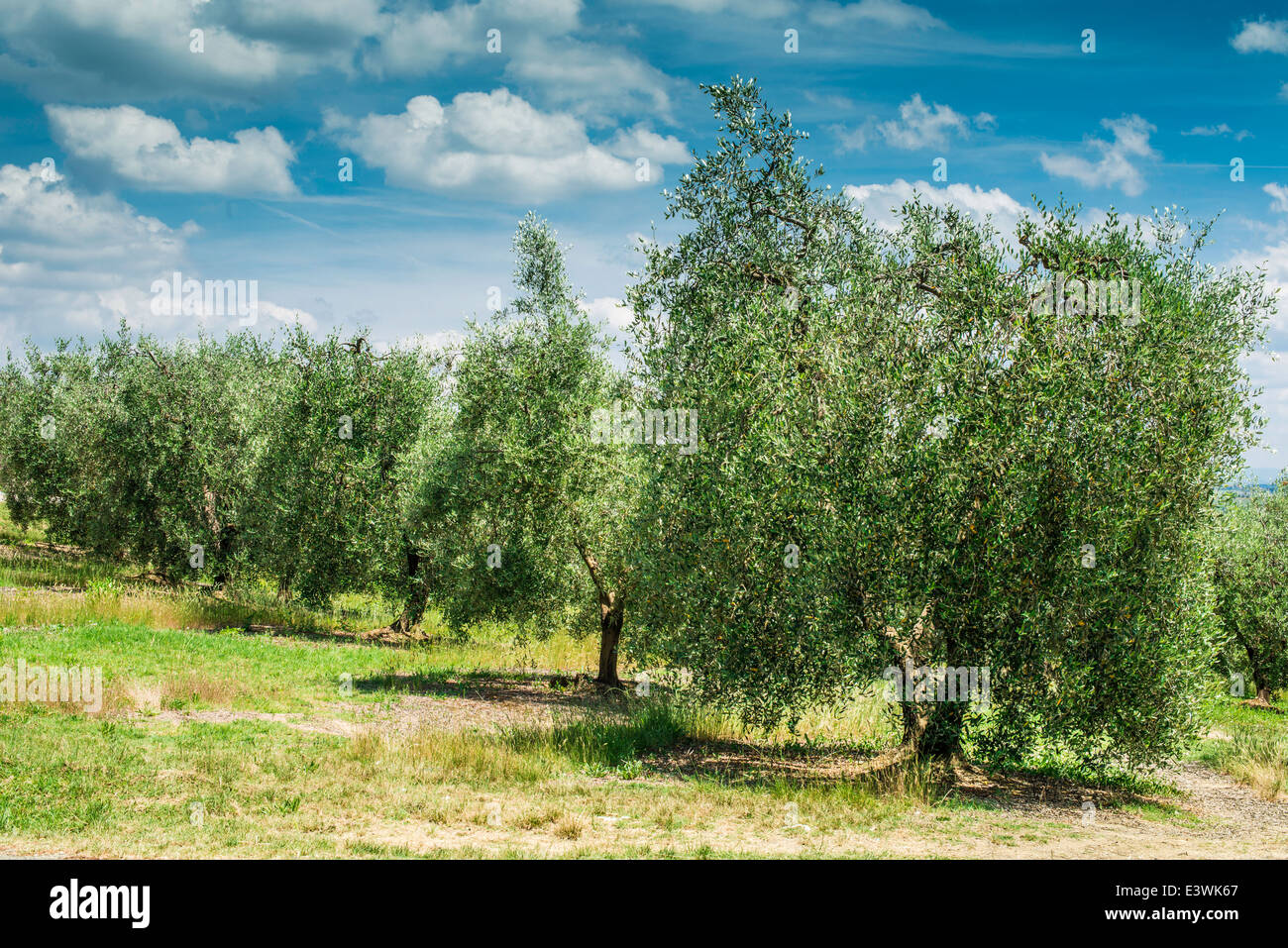 Olive trees in Italy. Olive plantation Stock Photo - Alamy