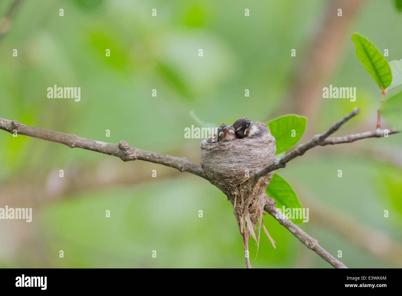 Pied fantail bird nesting with chicks, resting, feeding Stock Photo - Alamy