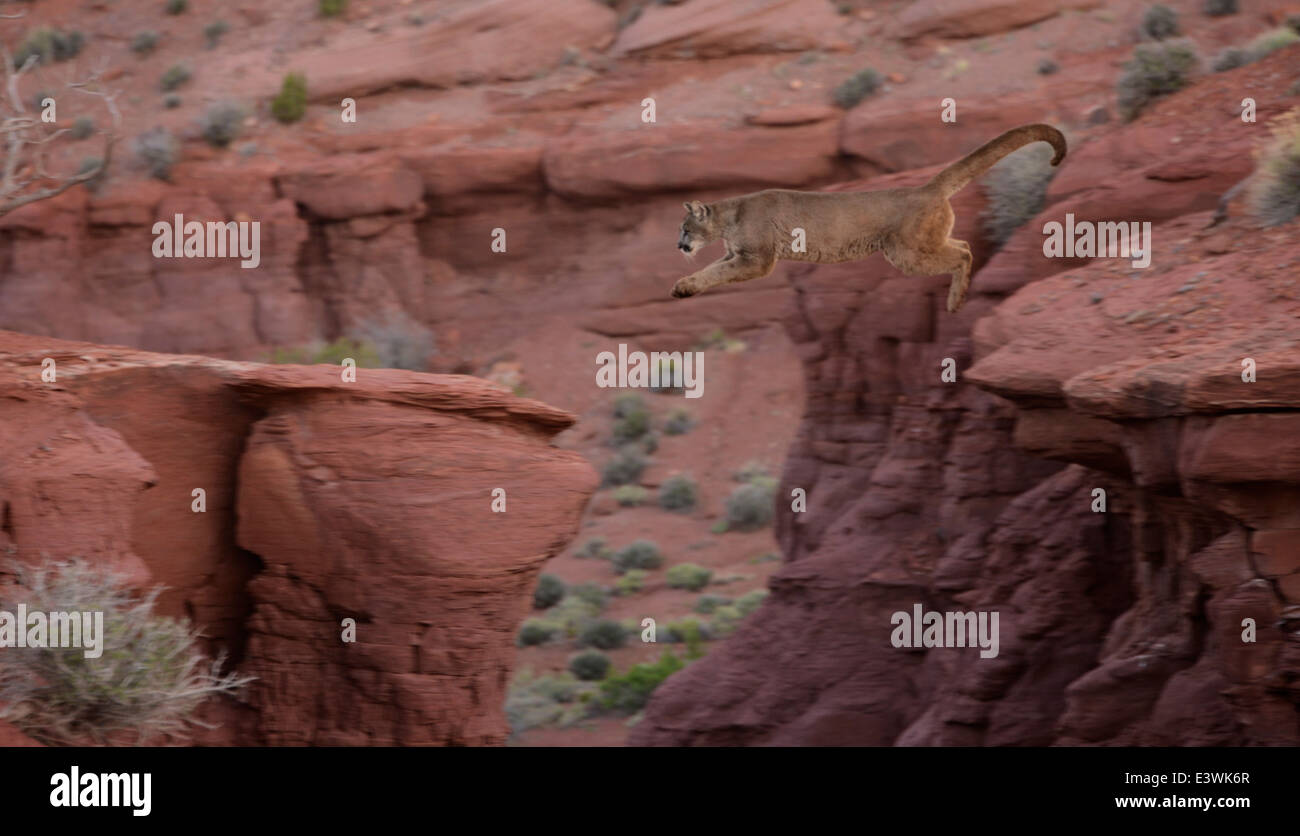 mountain lion jumping across a ravine Stock Photo - Alamy