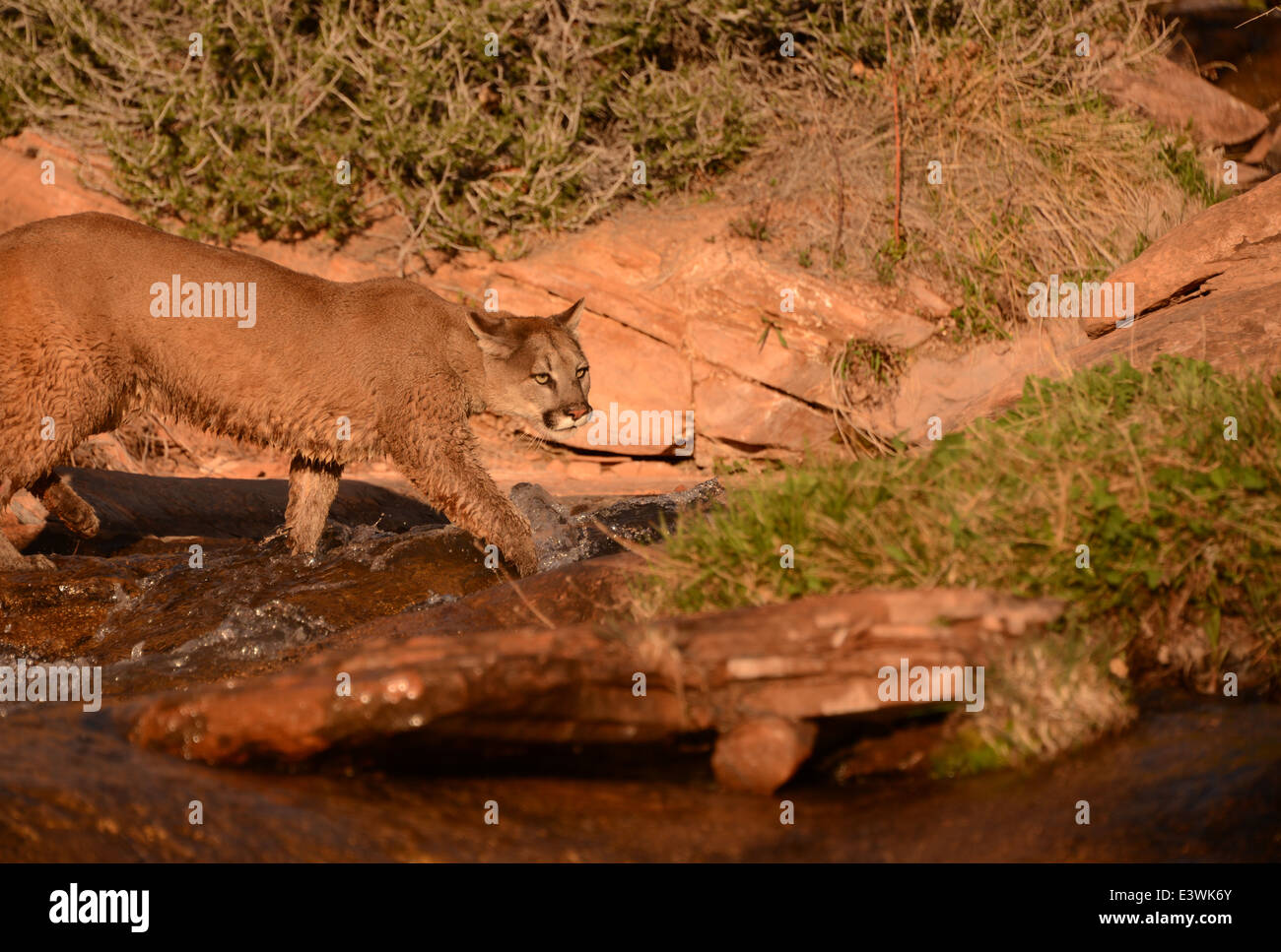 mountain lion walking into waterfall Stock Photo - Alamy