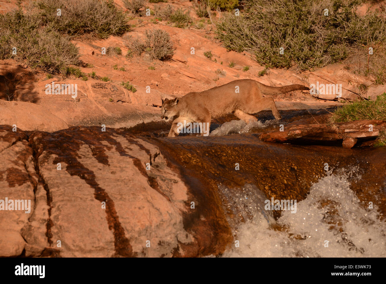 mountain lion walking into waterfall Stock Photo - Alamy