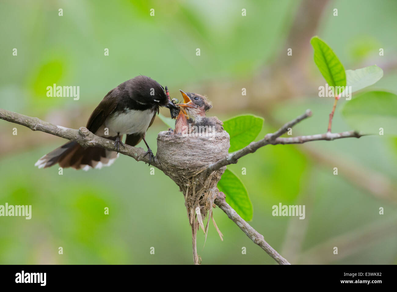 Pied fantail bird nesting with chicks, resting, feeding Stock Photo - Alamy