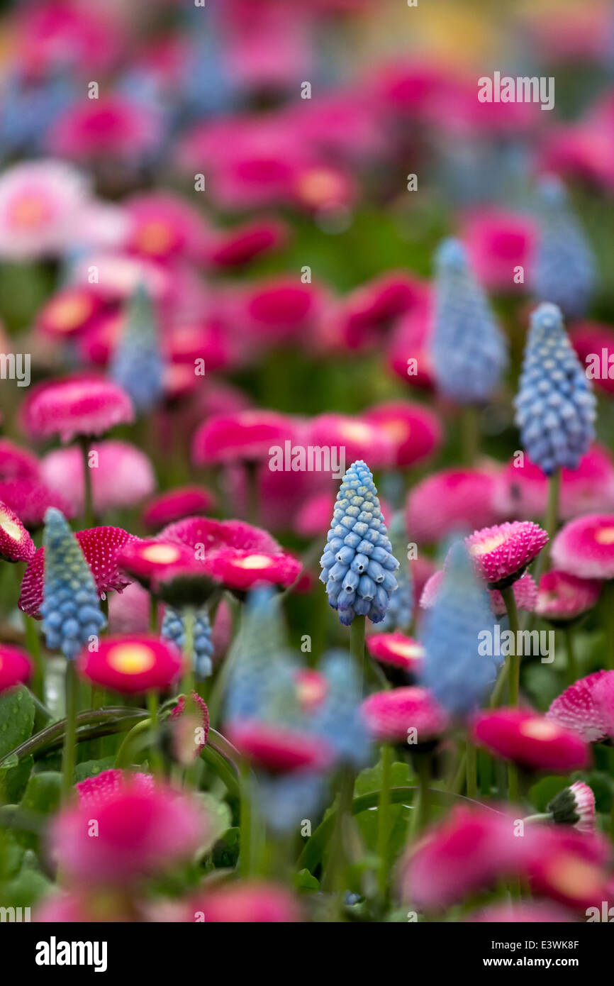 Muscari and Bellis planted in mixed border Stock Photo - Alamy