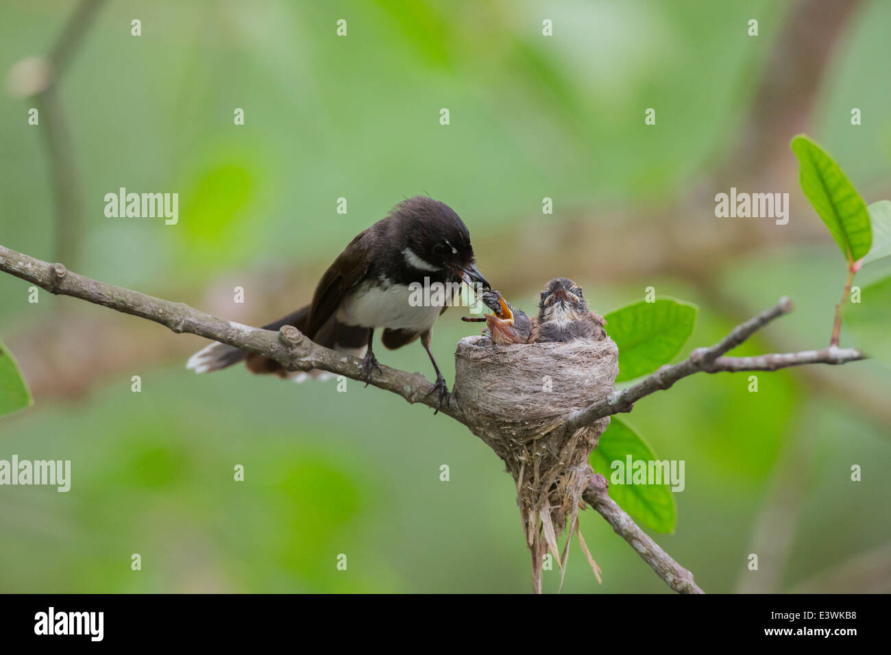 Pied fantail bird nesting with chicks, resting, feeding Stock Photo - Alamy