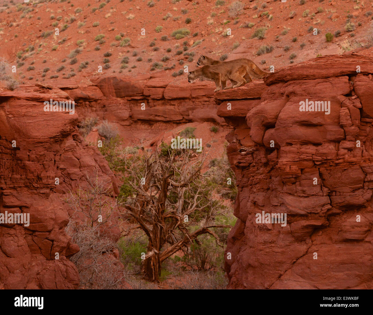 2 mountain lions looking over a ledge Stock Photo - Alamy