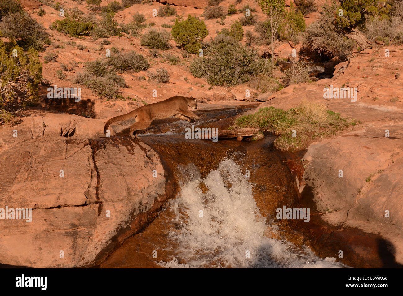 mountain lion jumping over a waterfall Stock Photo - Alamy