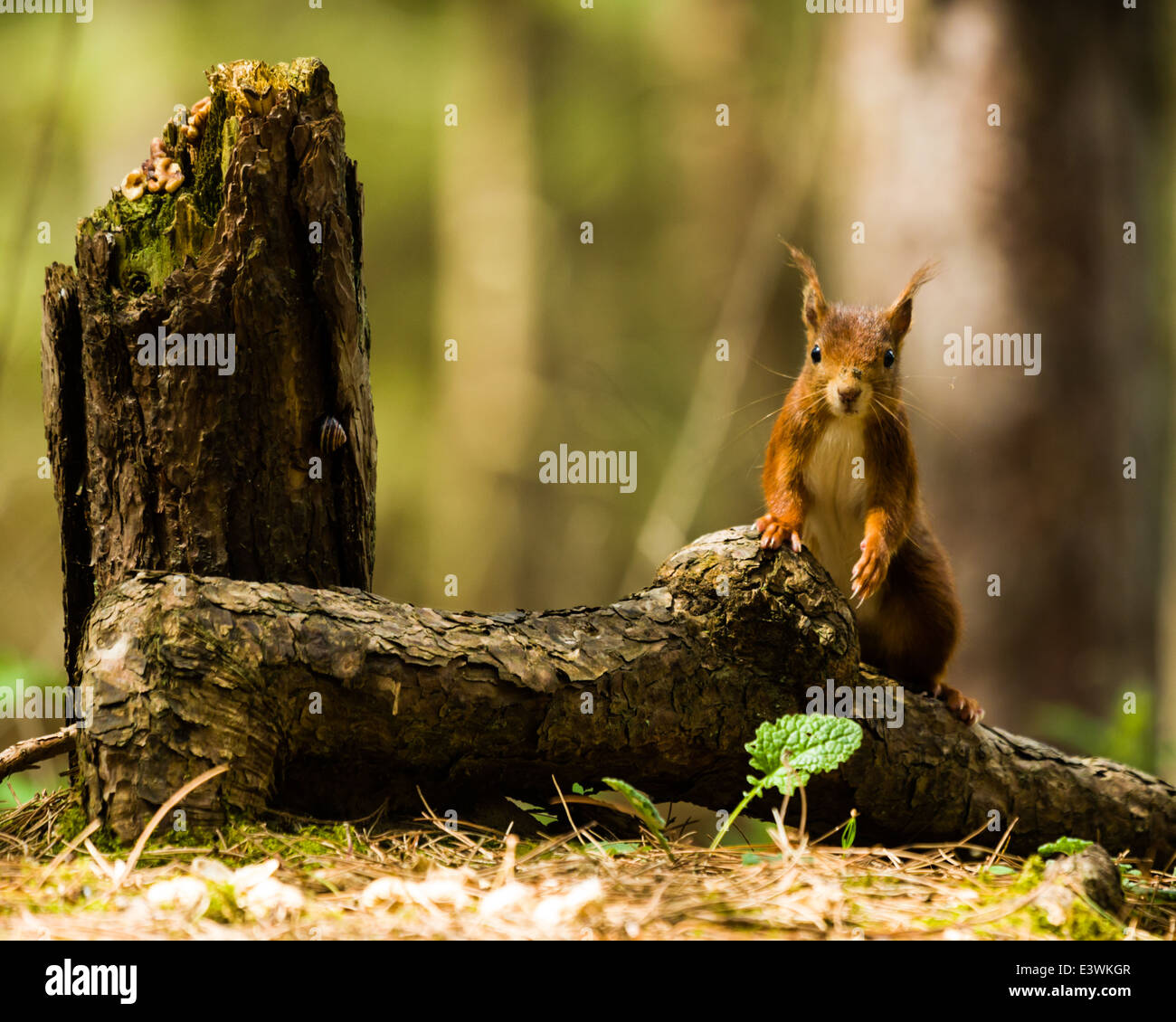 Tuft point hi-res stock photography and images - Alamy