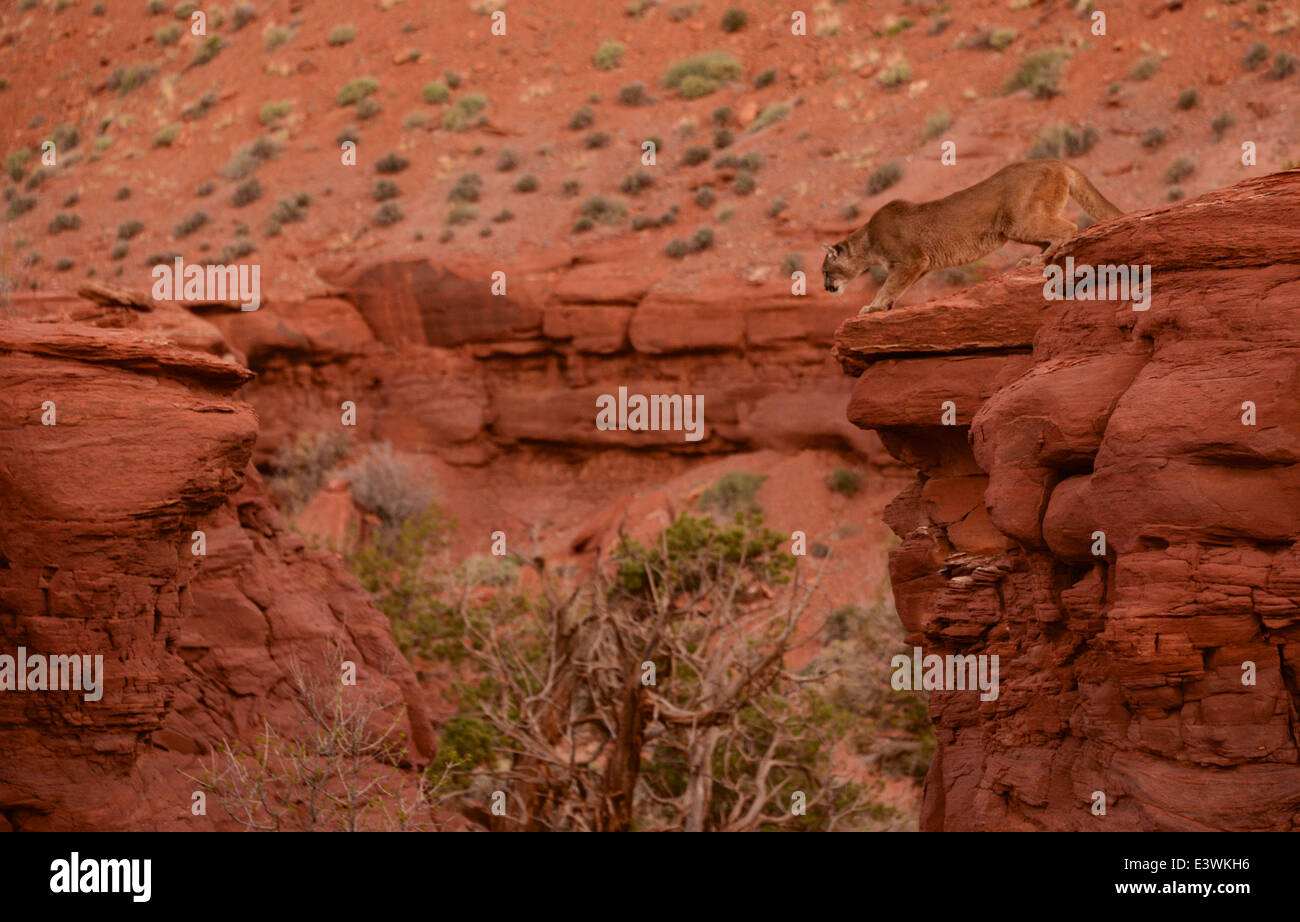 mountain lion looking over a ledge Stock Photo - Alamy