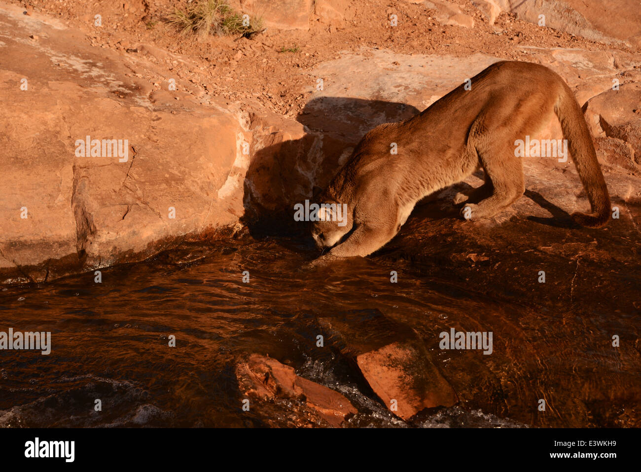 mountain lion fishing in water Stock Photo - Alamy