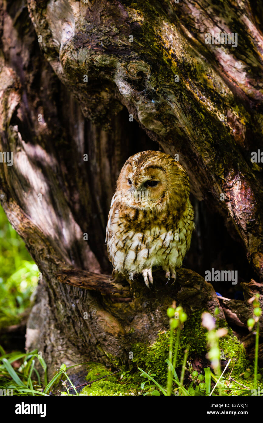 Tawny Owl Resting In A Tree Stock Photo - Alamy