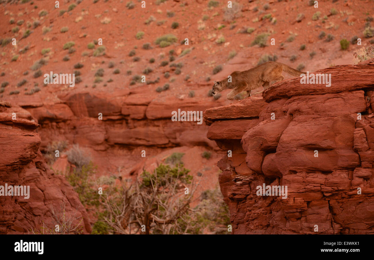 mountain lion looking over ledge Stock Photo - Alamy