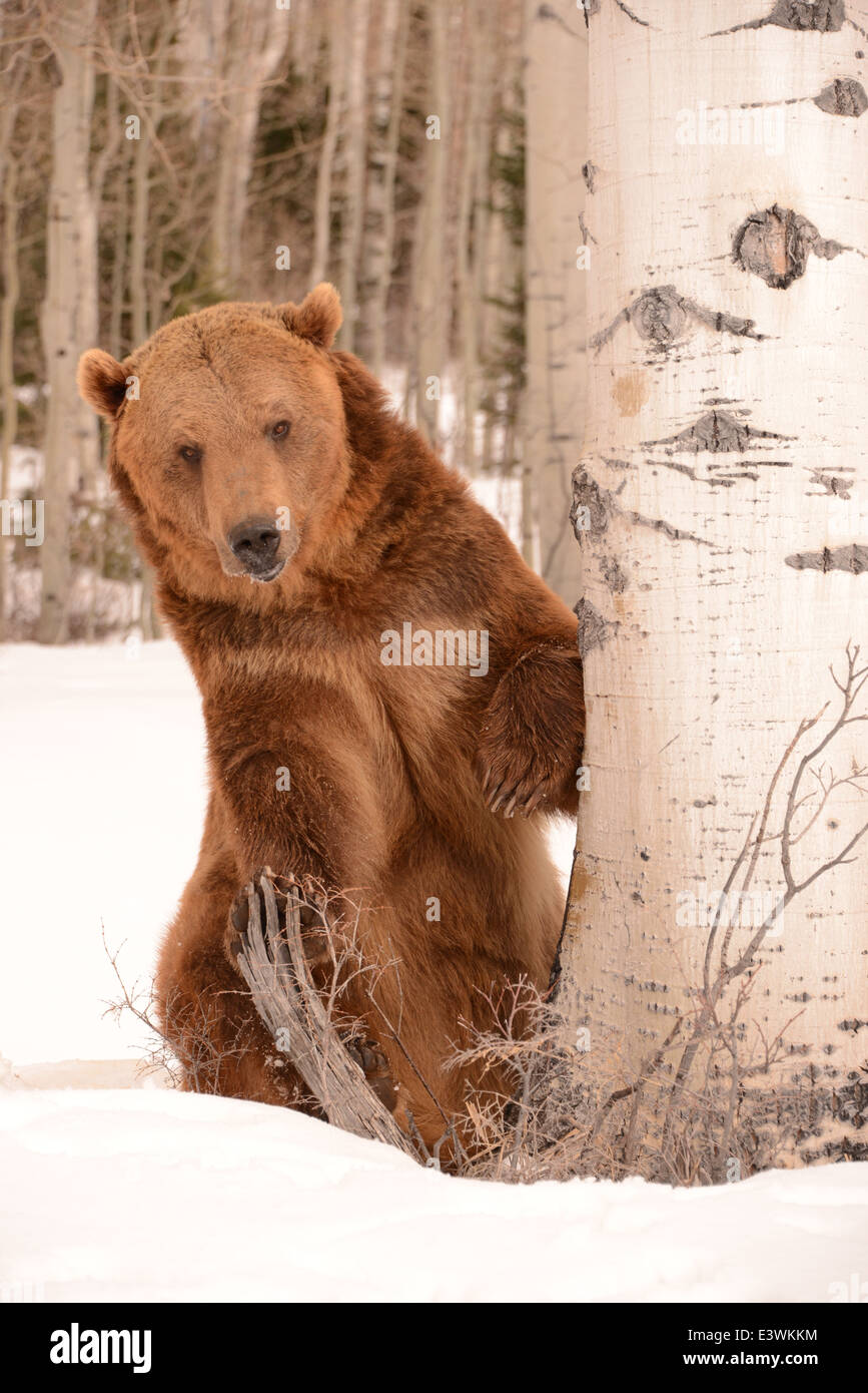 brown bear in snow standing by a tree Stock Photo - Alamy