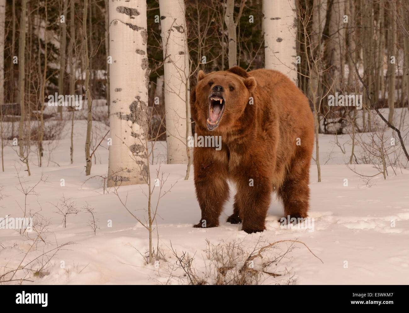 Grizzly Bear Standing Up Growling