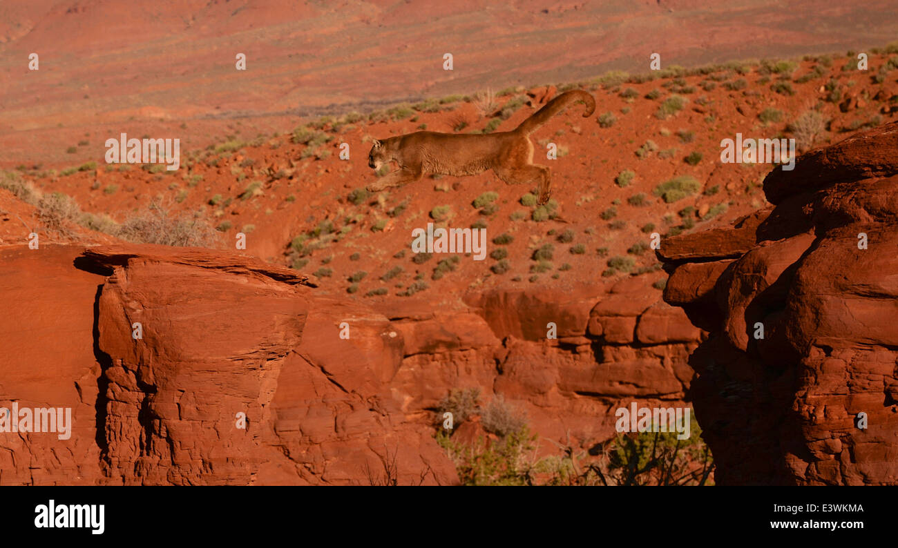 mountain lion jumping across ravine Stock Photo - Alamy