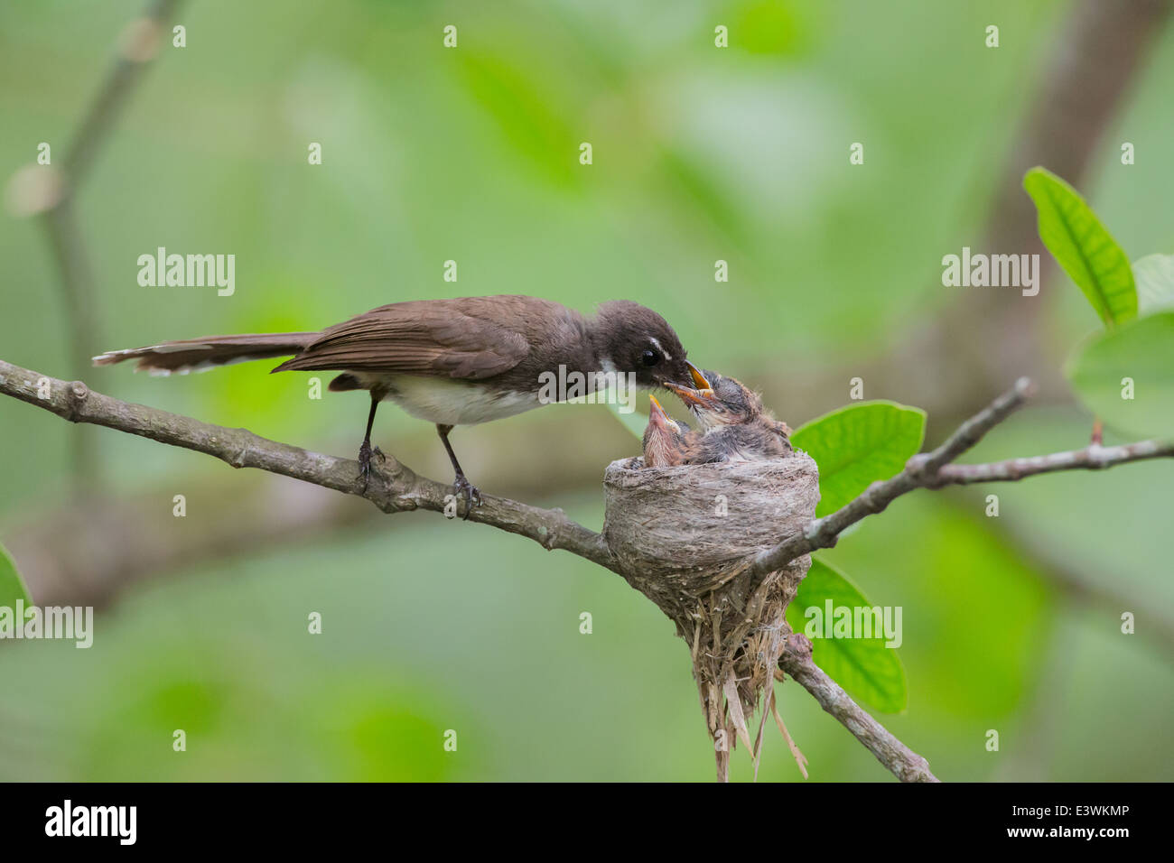 Pied fantail bird nesting with chicks, resting, feeding Stock Photo - Alamy