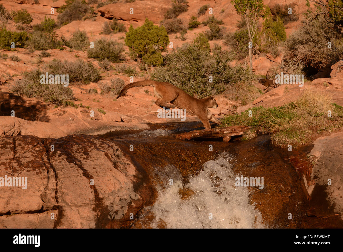 Jumping of the lion hi-res stock photography and images - Alamy