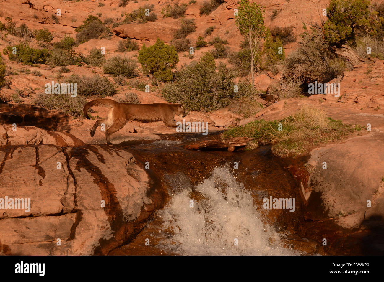 mountain lion jumping over waterfall Stock Photo - Alamy