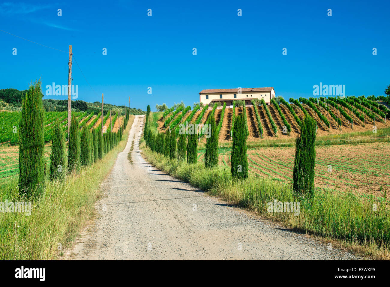 Toscana tree road hi-res stock photography and images - Alamy