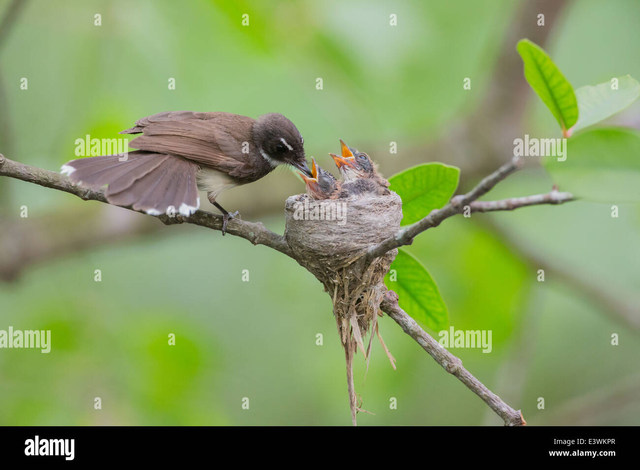 Pied fantail bird nesting with chicks, resting, feeding Stock Photo - Alamy