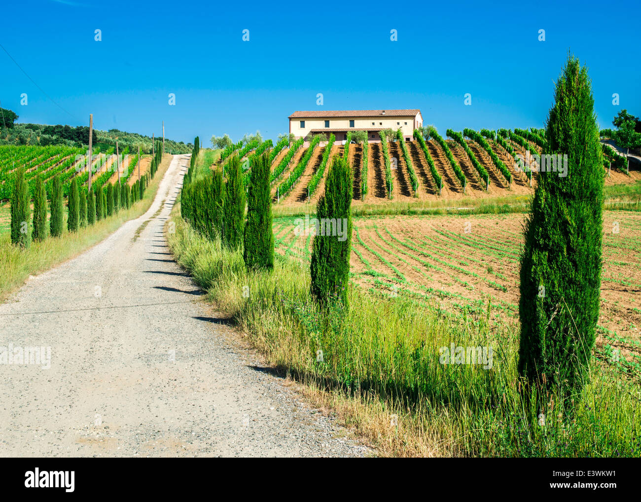 Toscana tree road hi-res stock photography and images - Alamy