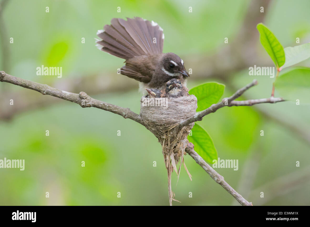 Pied fantail bird nesting with chicks, resting, feeding Stock Photo - Alamy
