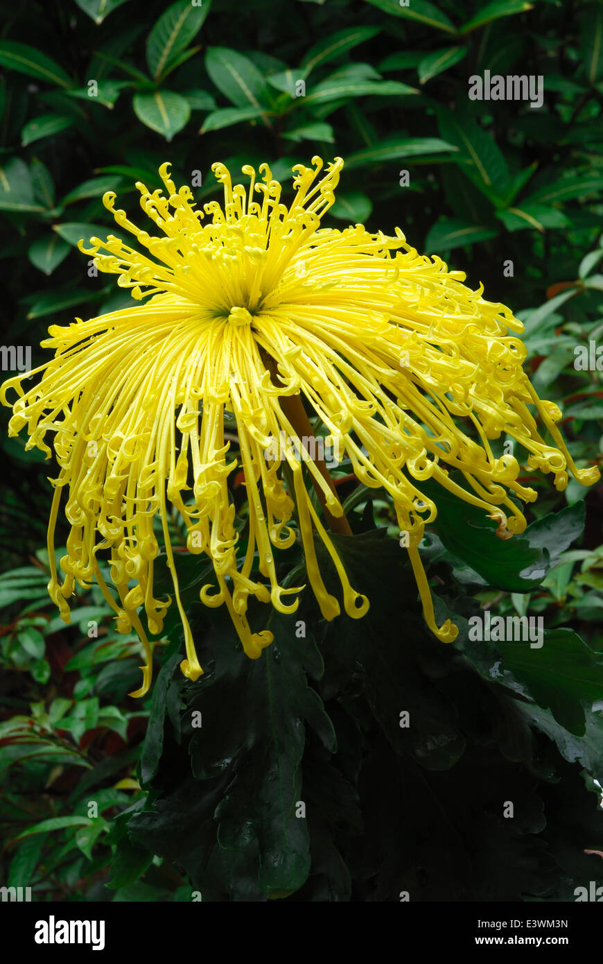 Chrysanthemum blooming china hi-res stock photography and images - Alamy