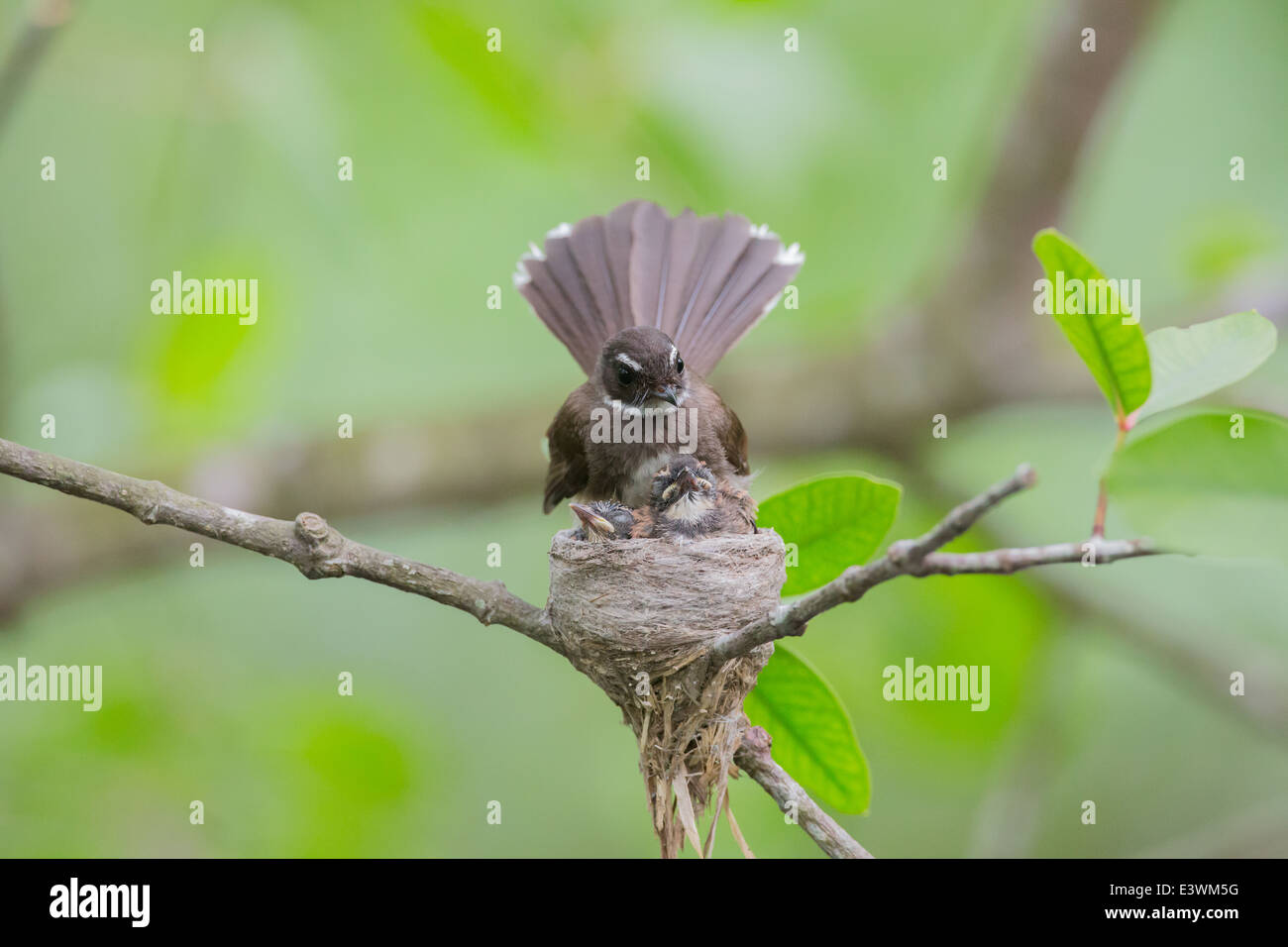 Pied fantail bird nesting with chicks, resting, feeding Stock Photo - Alamy