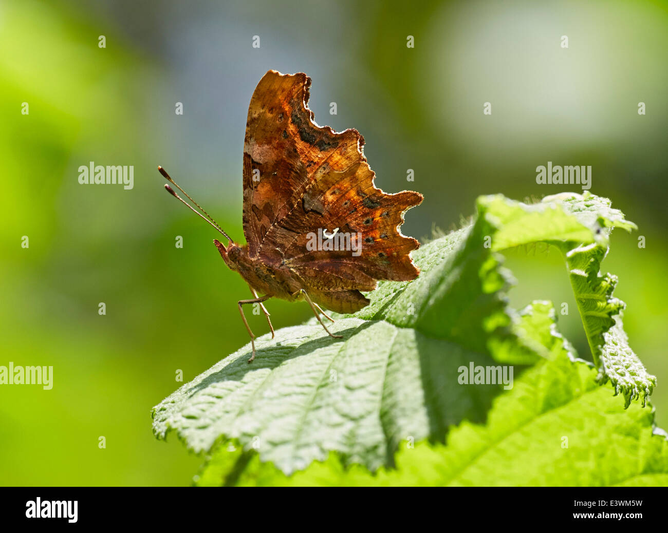 Comma butterfly resting on leaf. Norbury Park, Mickleham, Surrey ...