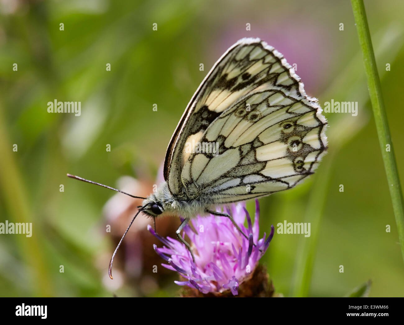 Marbled White butterfly feeding on Knapweed. Norbury Park, Mickleham ...