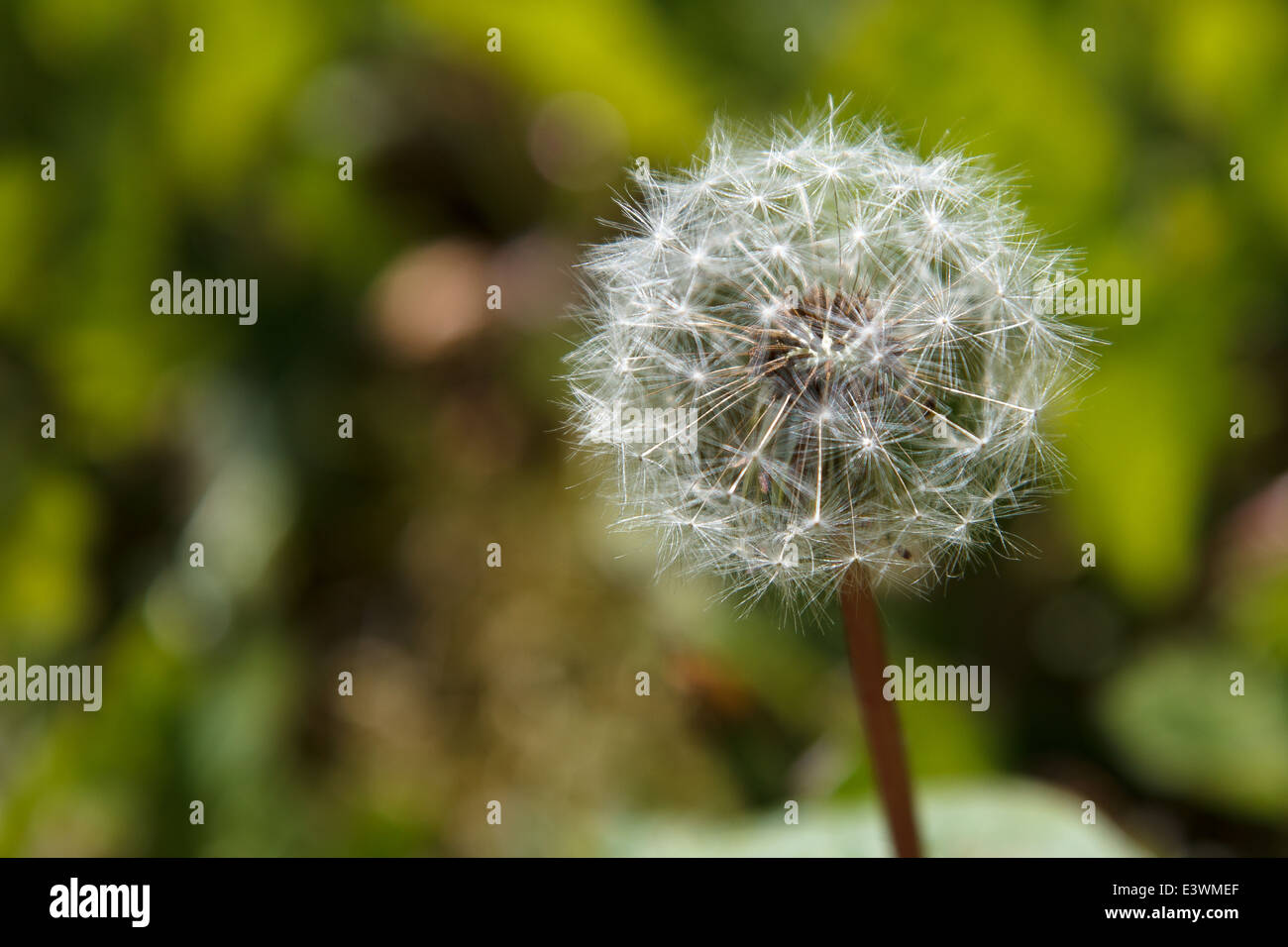 Seed life cycle hi-res stock photography and images - Alamy